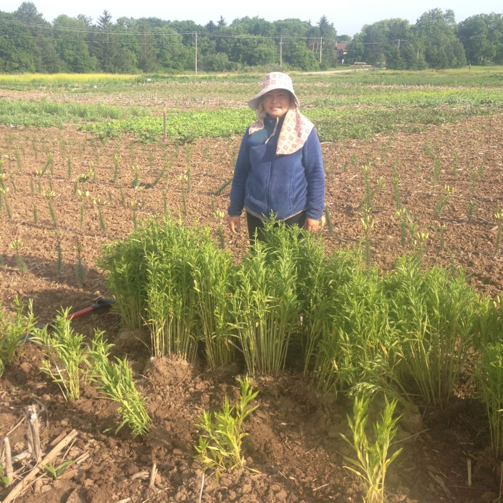 Wisconsin Hmong/HMoob Farmers/Growers – Farm Management