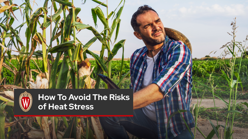 How to Avoid the Risks of Heat Stress – Farm Management